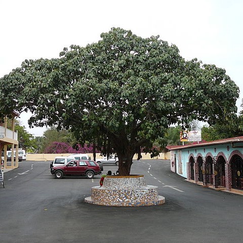 AFRICAN BREADFRUIT – Hortiforum