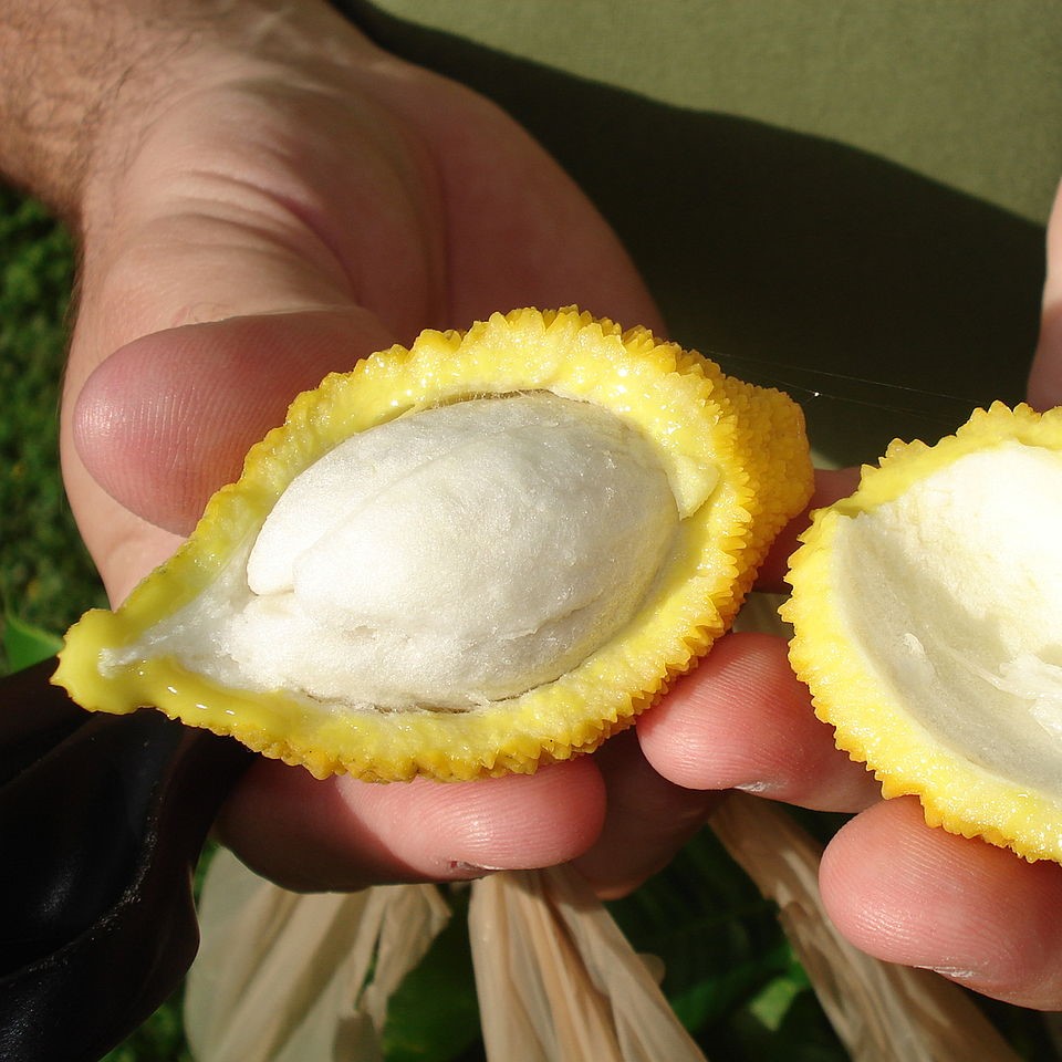 MADRUNO – Hortiforum