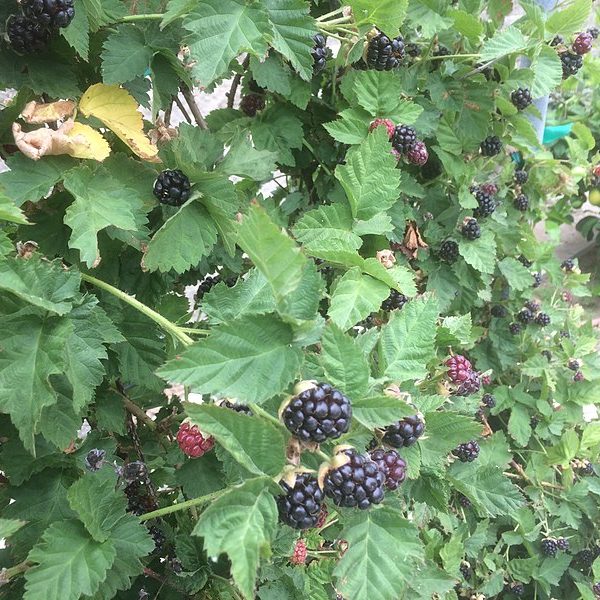 BOYSENBERRY – Hortiforum