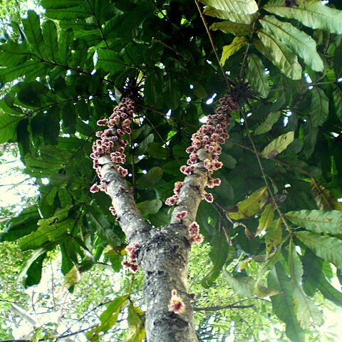 DAVIDSON’S PLUM – Hortiforum