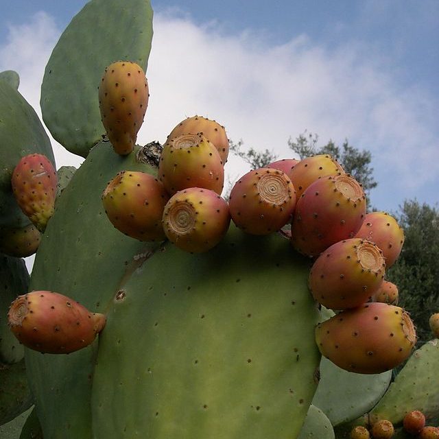 INDIAN FIG – Hortiforum