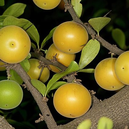 KEI APPLE – Hortiforum