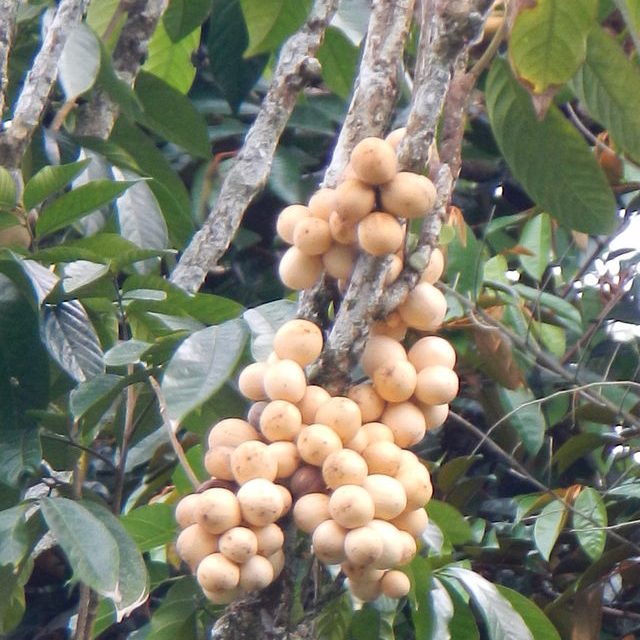 LANGSAT – Hortiforum