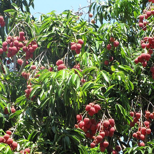 LYCHEE – Hortiforum