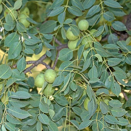 MARULA – Hortiforum