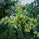 AMBARELLA – Hortiforum