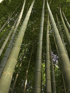 East Asian Fruit Trees – Hortiforum