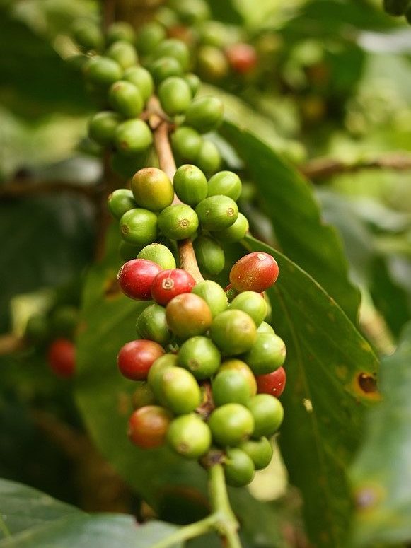 African Fruit Trees – Hortiforum