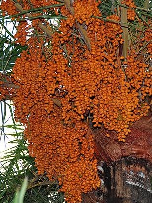 South Asian Fruit Trees – Hortiforum