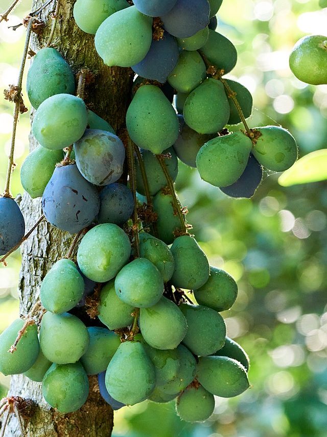 Australian Fruit Trees – Hortiforum