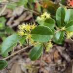 GOVERNOR’S PLUM – Hortiforum