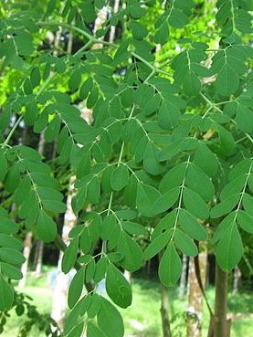 South Asian Fruit Trees – Hortiforum
