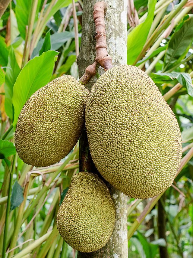 South Asian Fruit Trees – Hortiforum