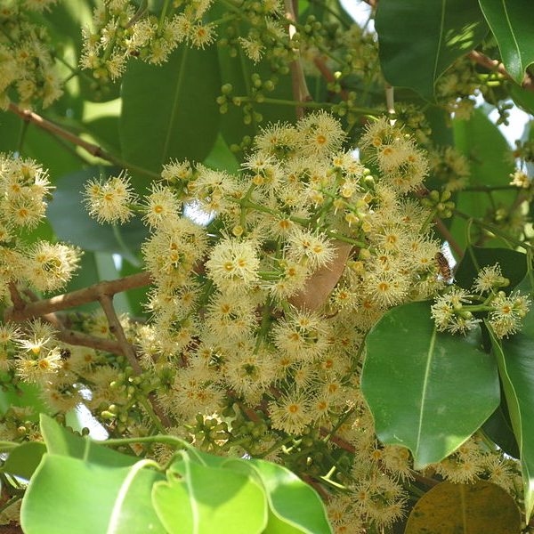 JAMBOLAN PLUM – Hortiforum