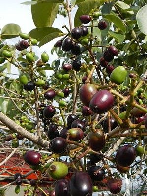 South Asian Fruit Trees – Hortiforum