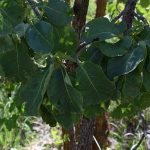 KAKADU PLUM – Hortiforum