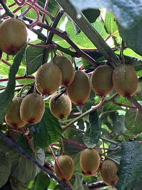 East Asian Fruit Trees – Hortiforum
