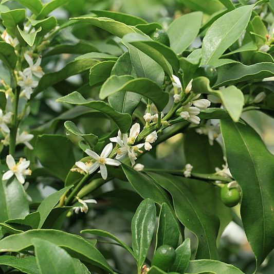 KUMQUAT – Hortiforum
