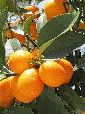 East Asian Fruit Trees – Hortiforum