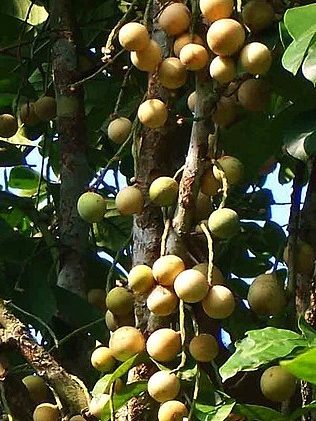 South East Asian Fruit Trees – Hortiforum