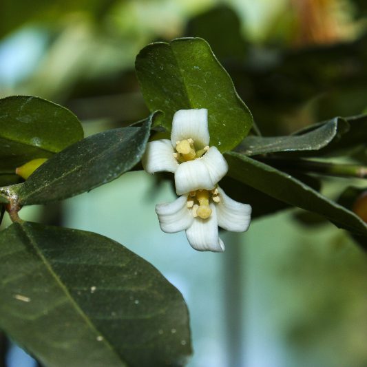 LIMEBERRY – Hortiforum