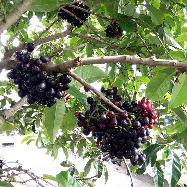 LIPOTE – Hortiforum