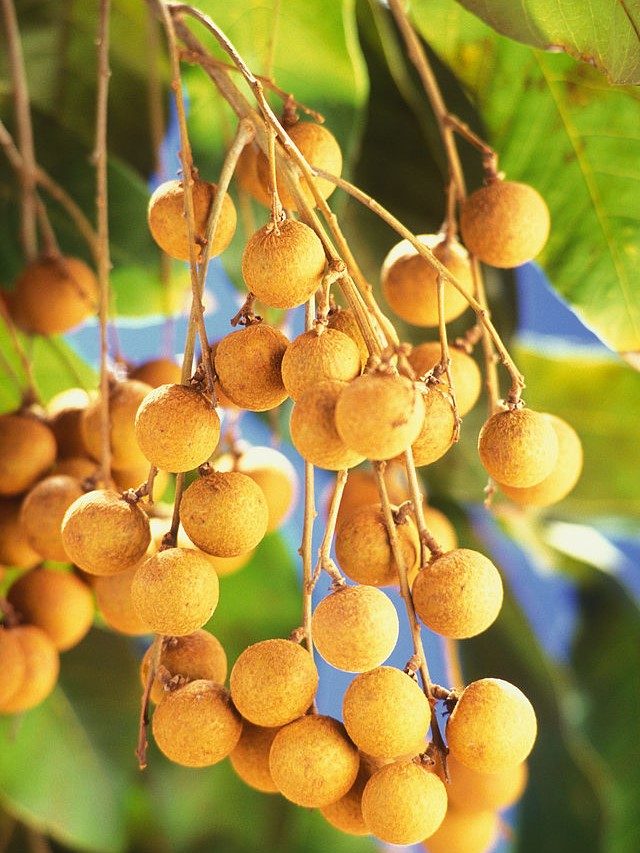 South East Asian Fruit Trees – Hortiforum