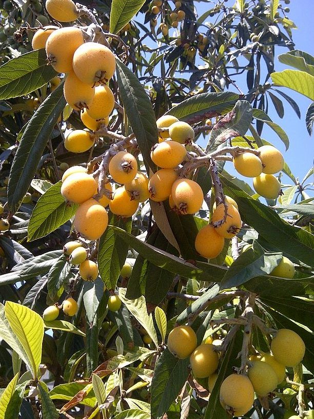 East Asian Fruit Trees – Hortiforum