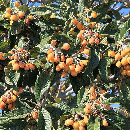 LOQUAT – Hortiforum