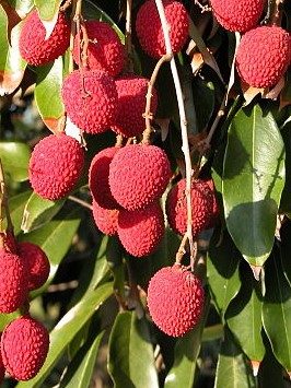 East Asian Fruit Trees – Hortiforum