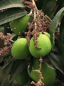 South Asian Fruit Trees – Hortiforum