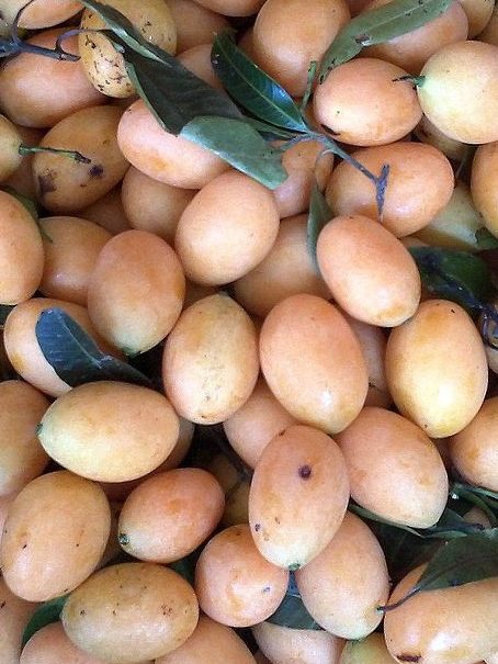 South East Asian Fruit Trees – Hortiforum