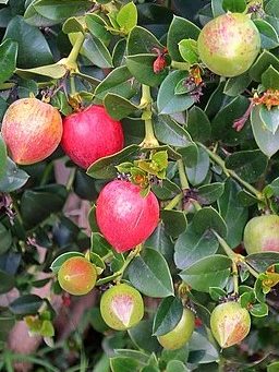 African Fruit Trees – Hortiforum