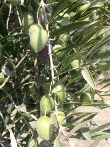 Mediterranean Fruit Trees – Hortiforum