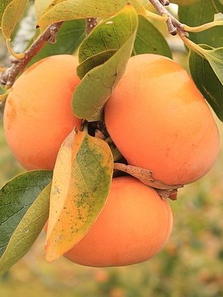 East Asian Fruit Trees – Hortiforum