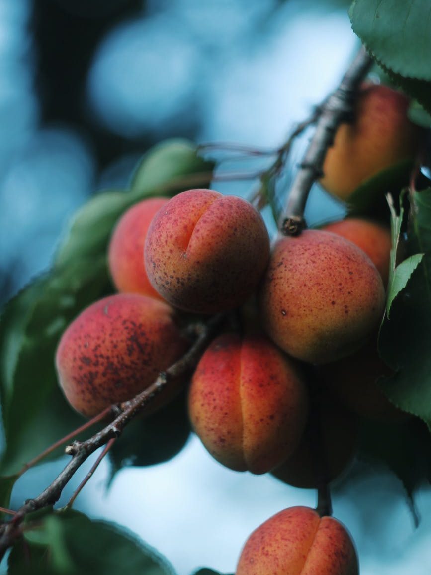 Mediterranean Fruit Trees – Hortiforum