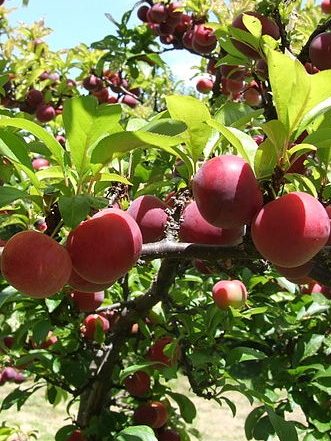 East Asian Fruit Trees – Hortiforum