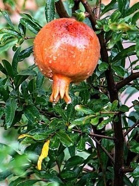 South Asian Fruit Trees – Hortiforum