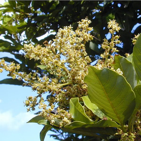 PULASAN – Hortiforum