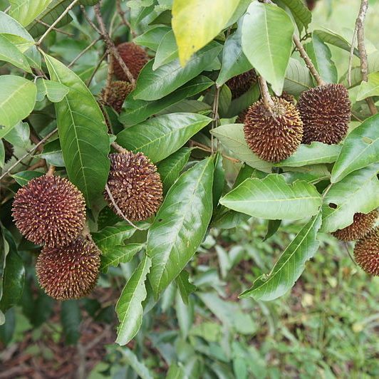 PULASAN – Hortiforum