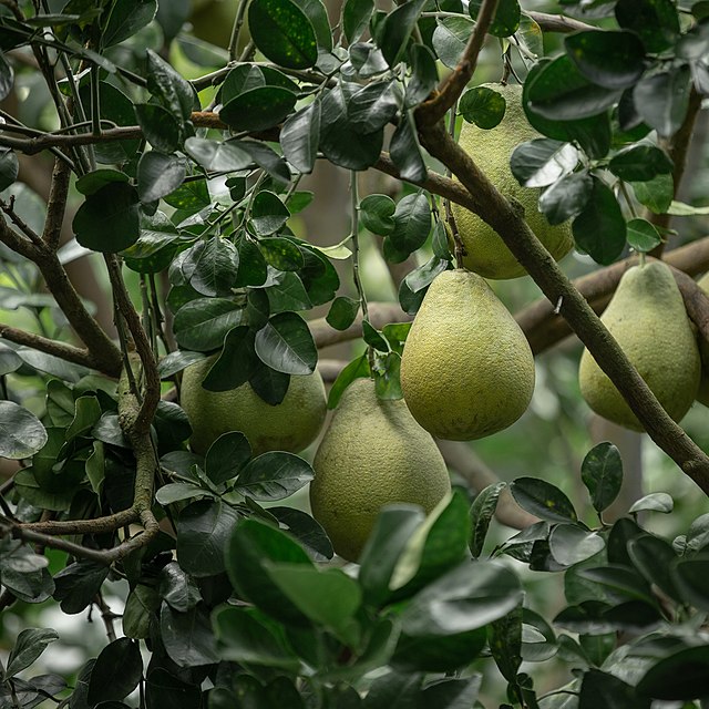 PUMMELO – Hortiforum