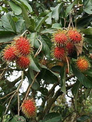 South East Asian Fruit Trees – Hortiforum