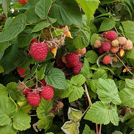 RASPBERRIES – Hortiforum