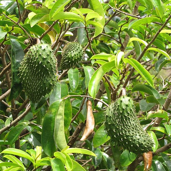 SOURSOP – Hortiforum