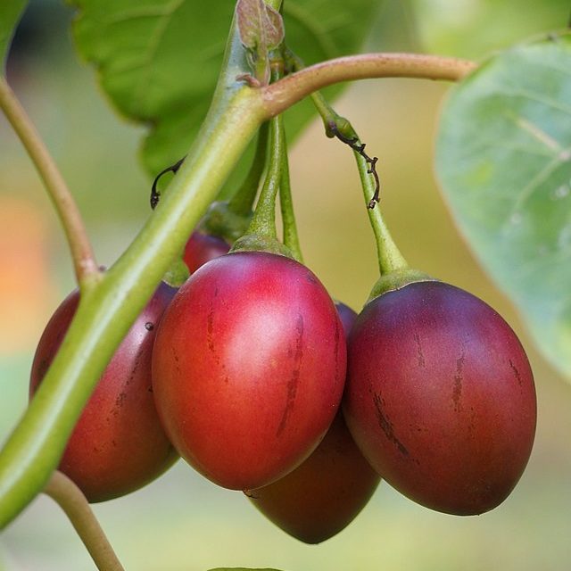 TAMARILLO – Hortiforum