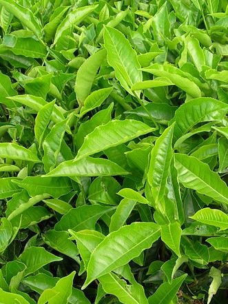 East Asian Fruit Trees – Hortiforum