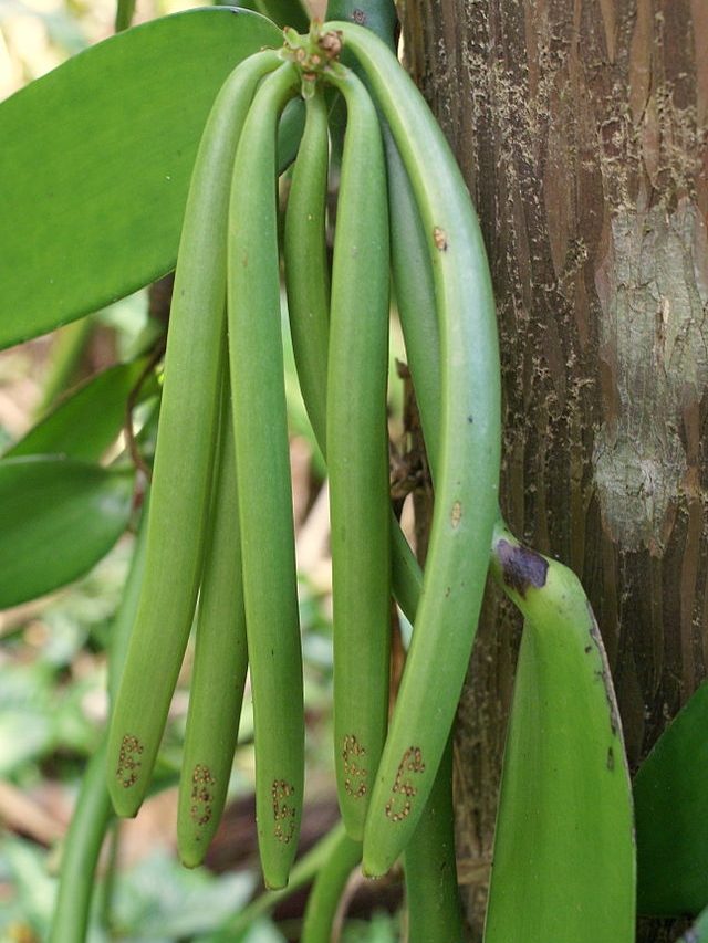 Central American Fruit Trees – Hortiforum