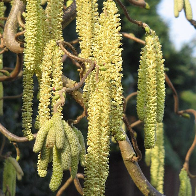 Pollination – Hortiforum