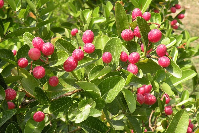 Hortiforum – Unlock your garden's potential