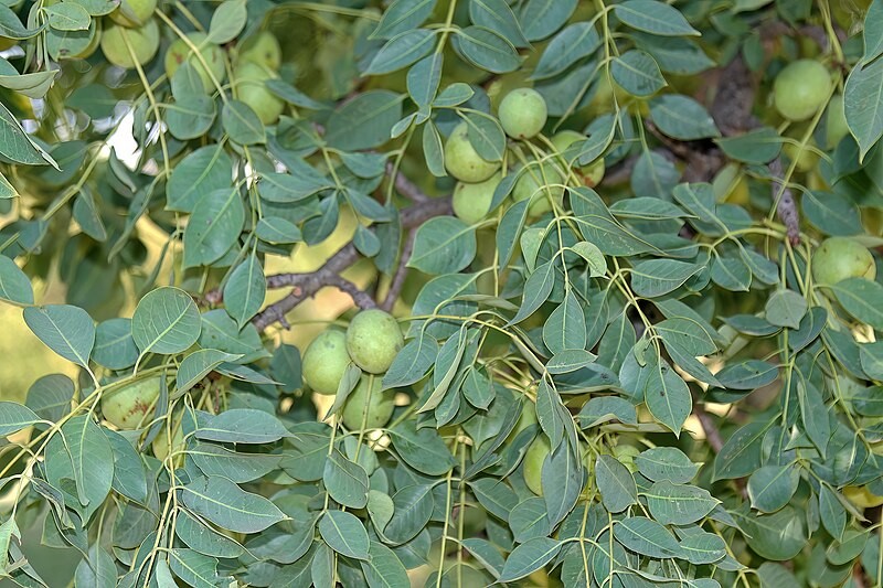 Hortiforum – Unlock your garden's potential